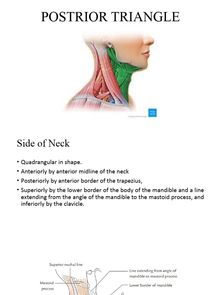 Posterior Triangle | PDF | Neck | Musculoskeletal System