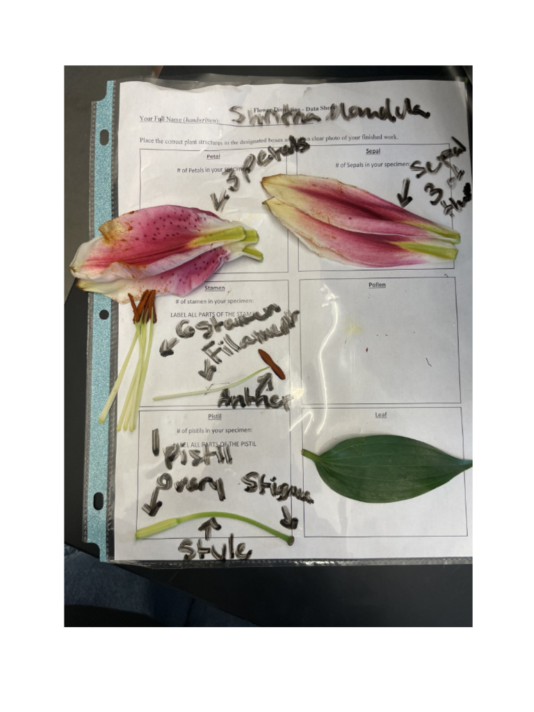 Flower Reproduction | PDF