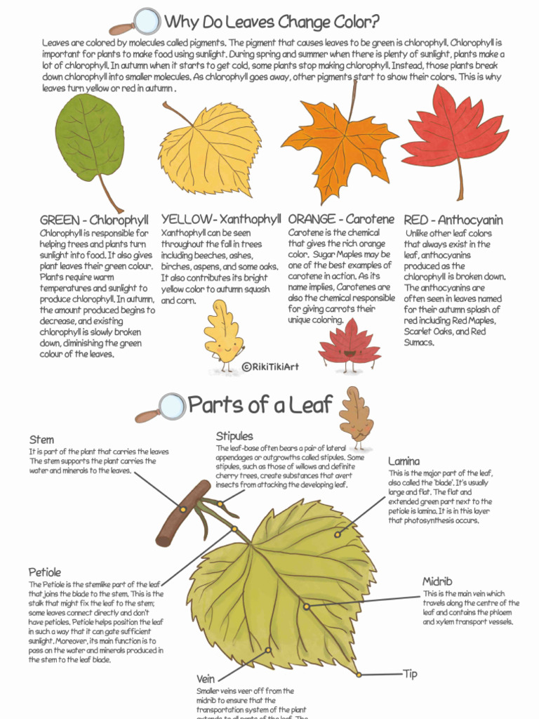 A4 Leaves Study Pack | PDF