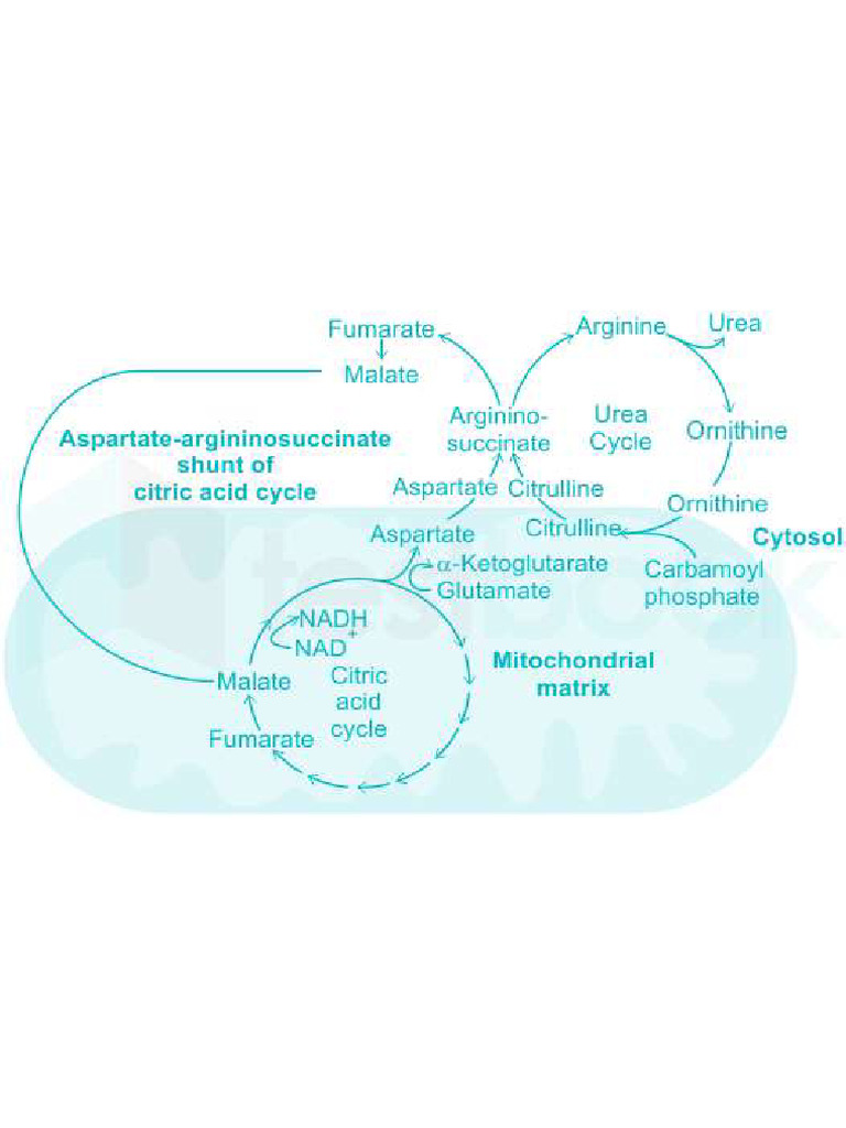 Interrelation of Urea - TCA Cycle | PDF