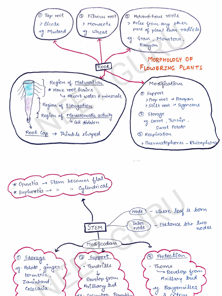 Chap 5 Morphology of Flowering plants NEET mind map | PDF | Petal ...
