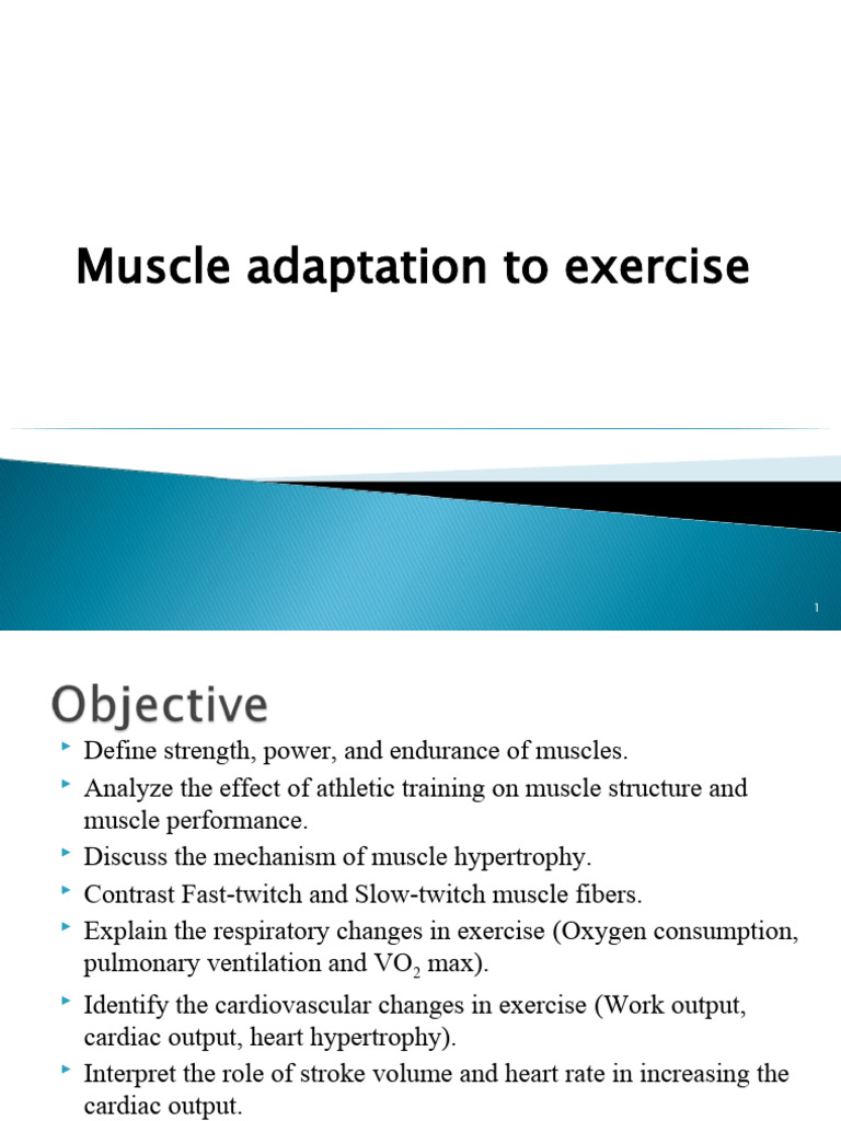 9- Muscle adaptation to exercise 39-40 | PDF | Skeletal Muscle | Heart