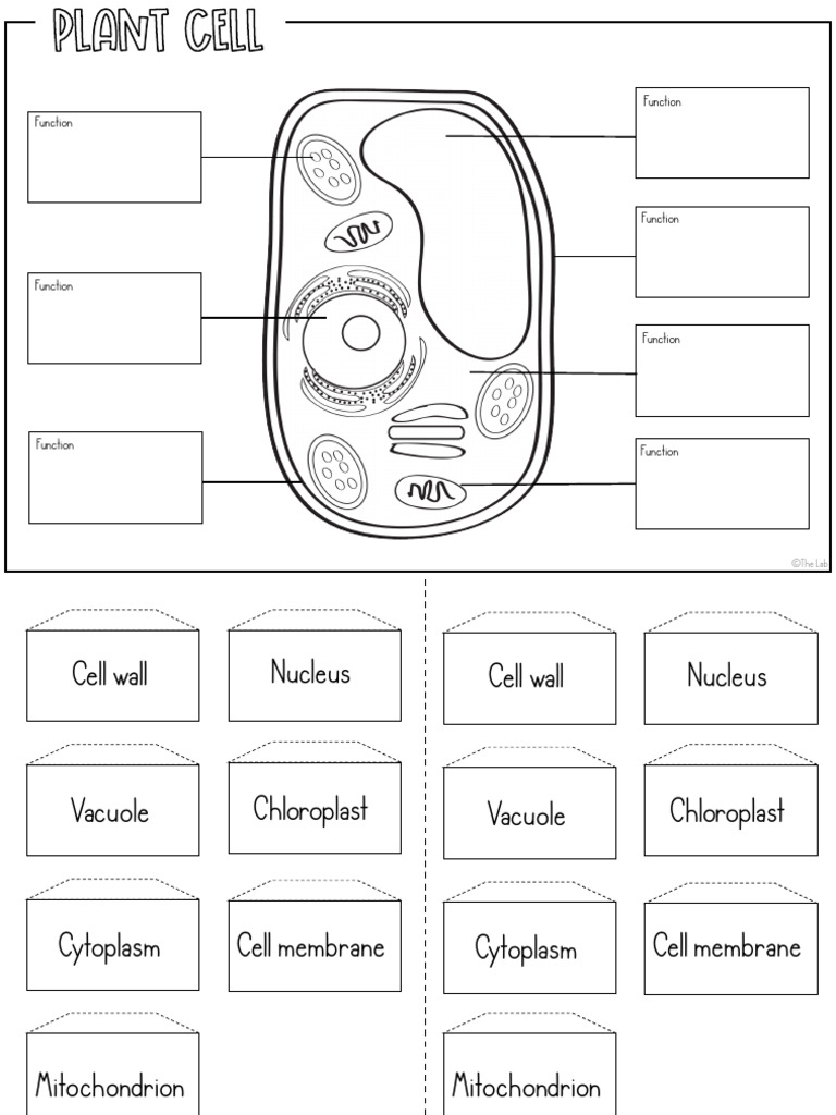 Plant Cells | PDF