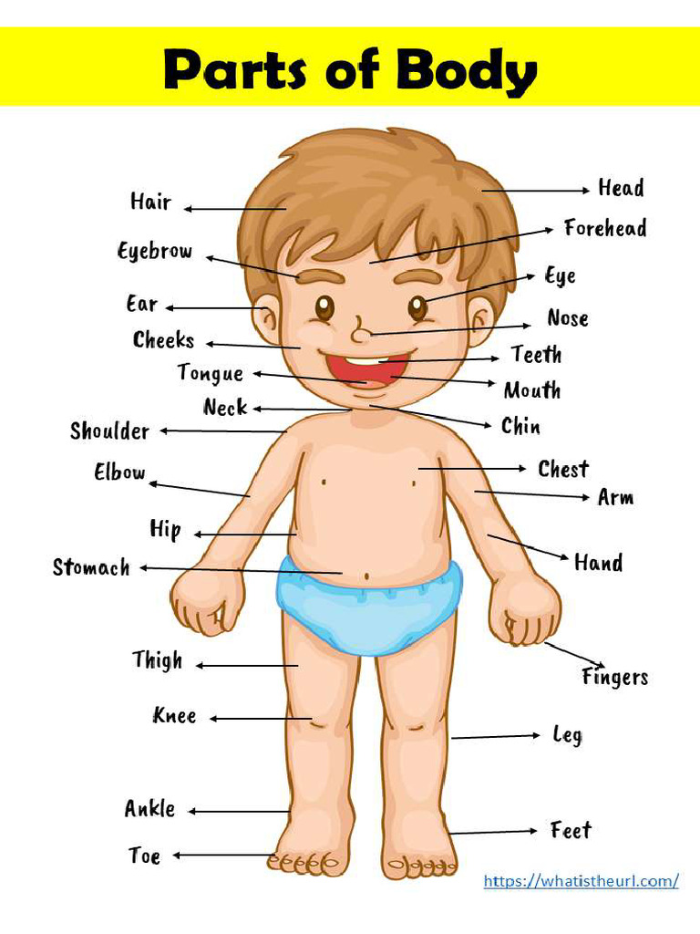 Parts of Body Chart - Your Home Teacher | PDF Parts of Body Chart - Your Home Teacher | PDF