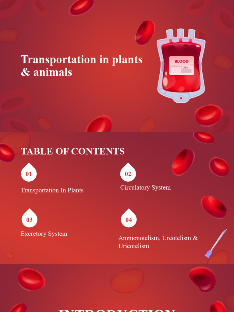 Transportation in Plants & Animals | PDF | Atrium (Heart) | Heart
