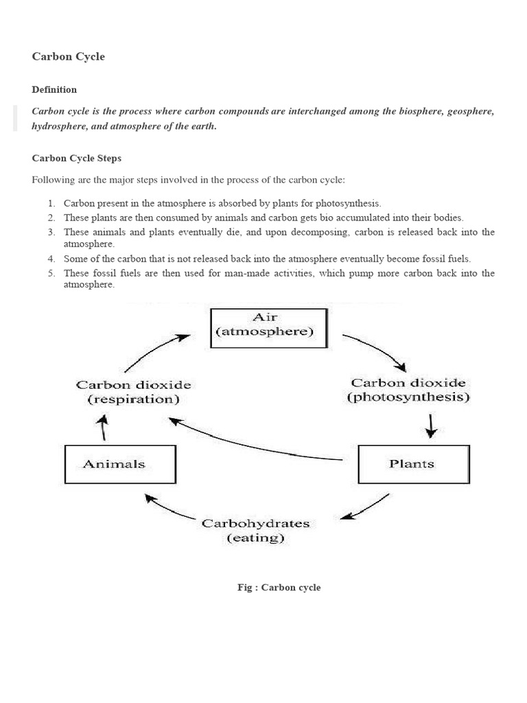 Understanding the Carbon, Nitrogen, and Phosphorus Cycles | PDF ...