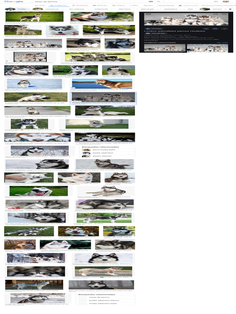 Fotos de Perros - Búsqueda de Google | PDF | Cria de perros | Perros ...