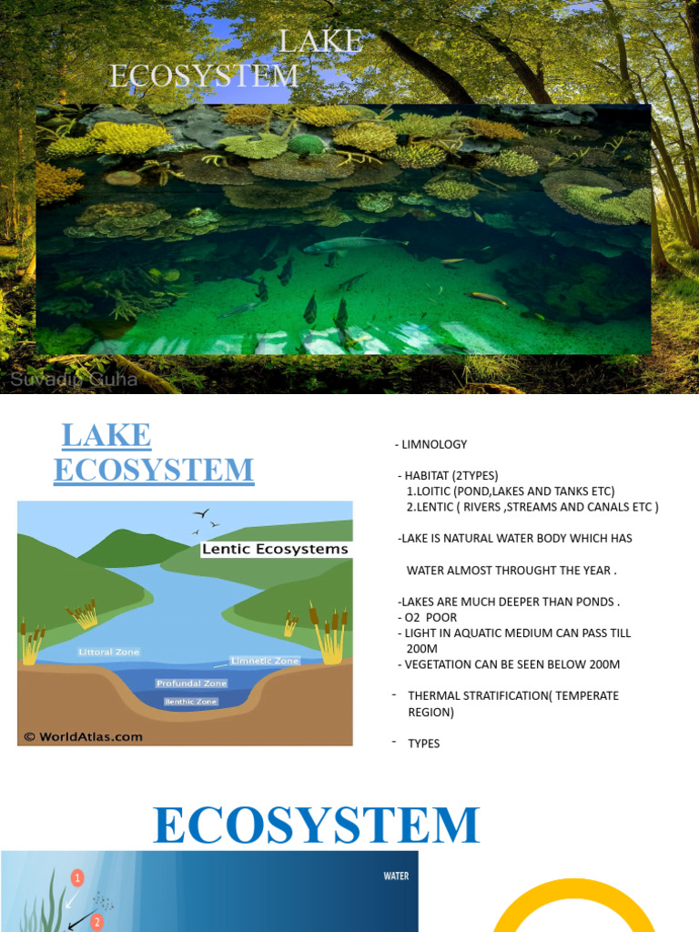 Lake Ecosystem | PDF | Littoral Zone | Lake