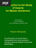 Insect Order Dichotomous Key | PDF | Insects | Arthropods