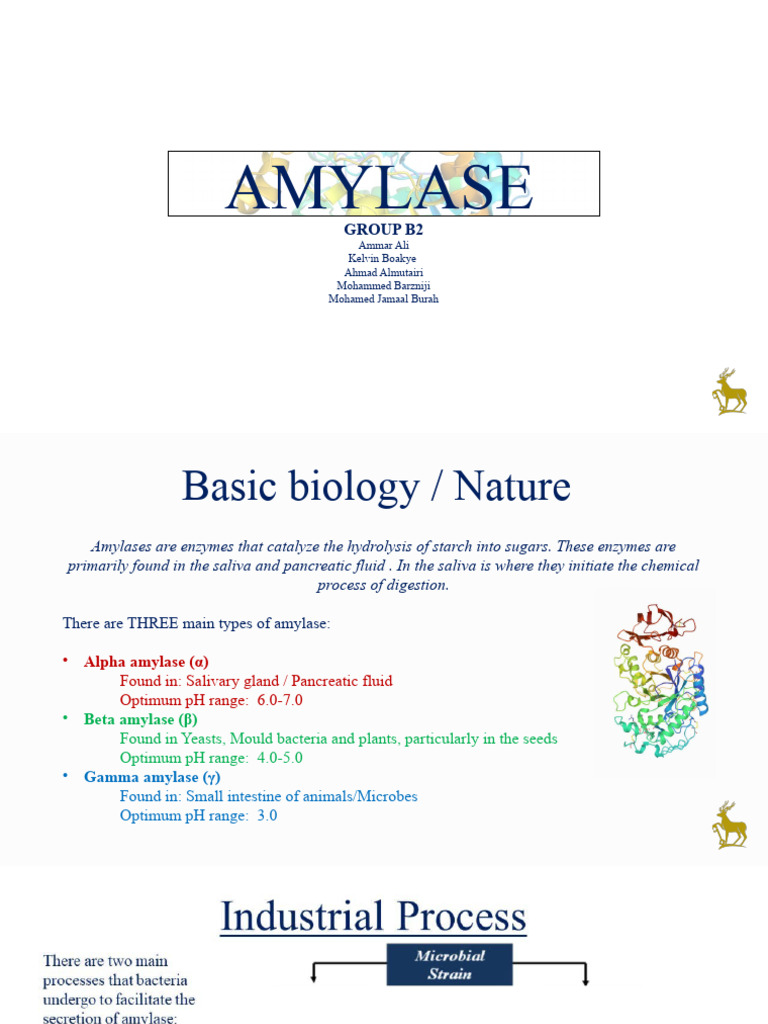 Amylase: Types and Sources Explained | PDF | Biotechnology | Biology