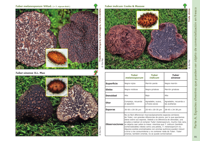 Especies de trufas para comercialización | PDF | Tipos de hongos ...