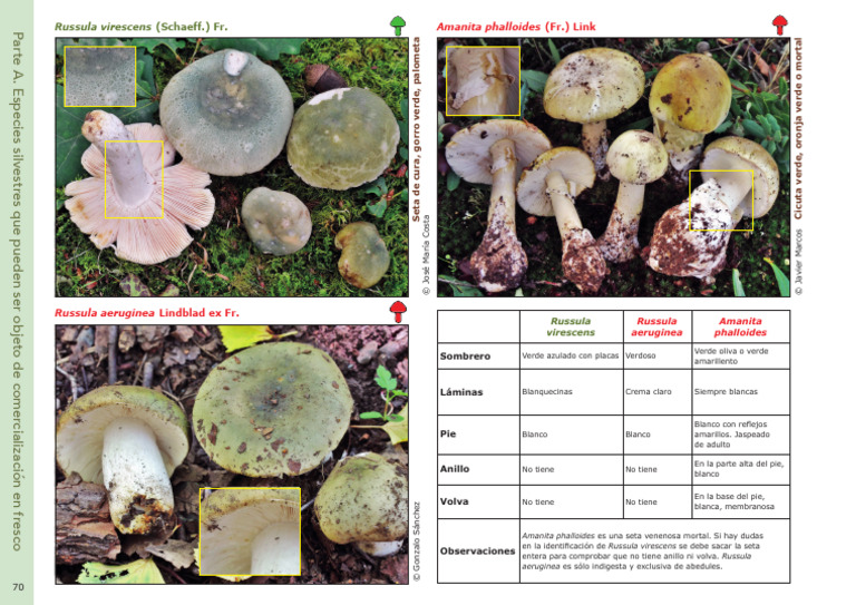 A Russula Virescens | PDF | Tipos de hongos | Hongo