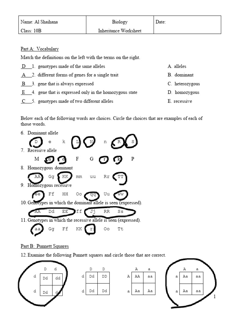 Inheritance Worksheet - Doc | PDF | Dominance (Genetics) | Zygosity
