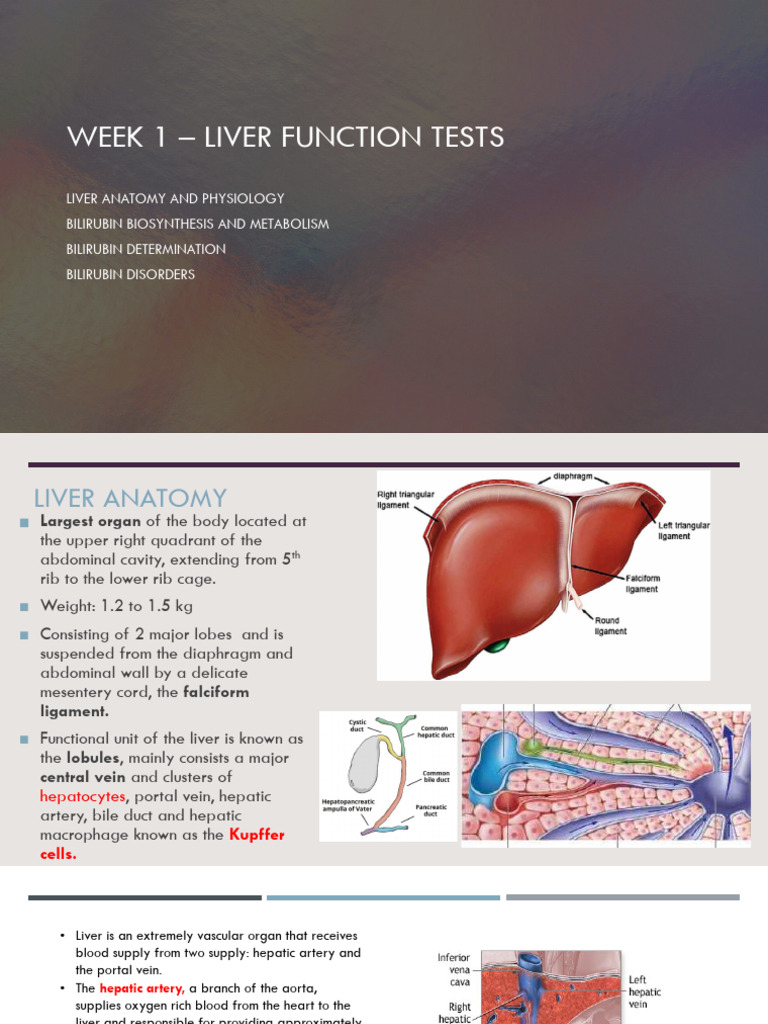 Week 1 - Liver Function Tests | PDF | Liver | Medical Specialties