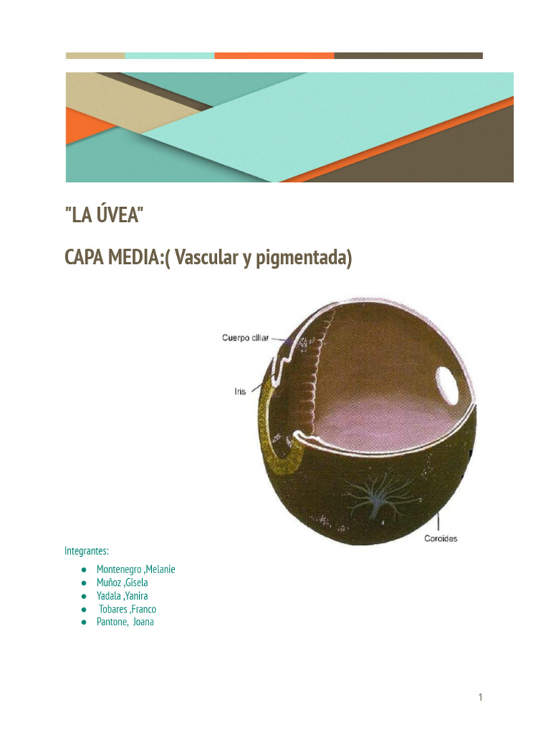 Capa Úvea y Iris | PDF | Ojo humano | Ojo