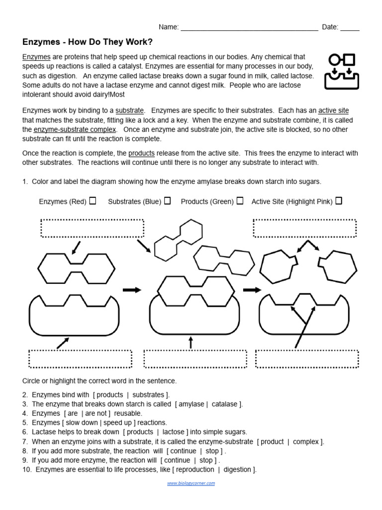 Activity - Enzyme Worksheet | Download Free PDF | Enzyme | Sucrose