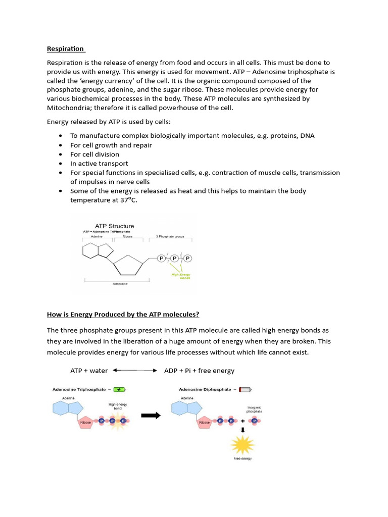 Respiration Handout | PDF | Cellular Respiration | Fermentation