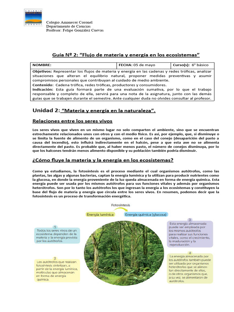 Guía N°2 6°básico (Ecosistemas) 2024 | PDF | Red alimentaria | Biología
