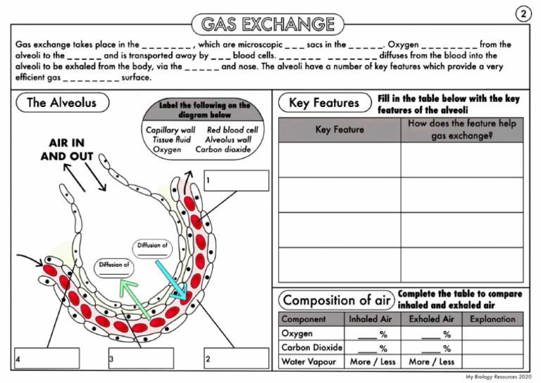 Gaseous Exchange Worksheet | PDF