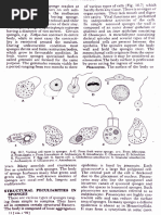 Sponge Body Plans: Asconoid Explained | PDF | Sponge | Cell Biology