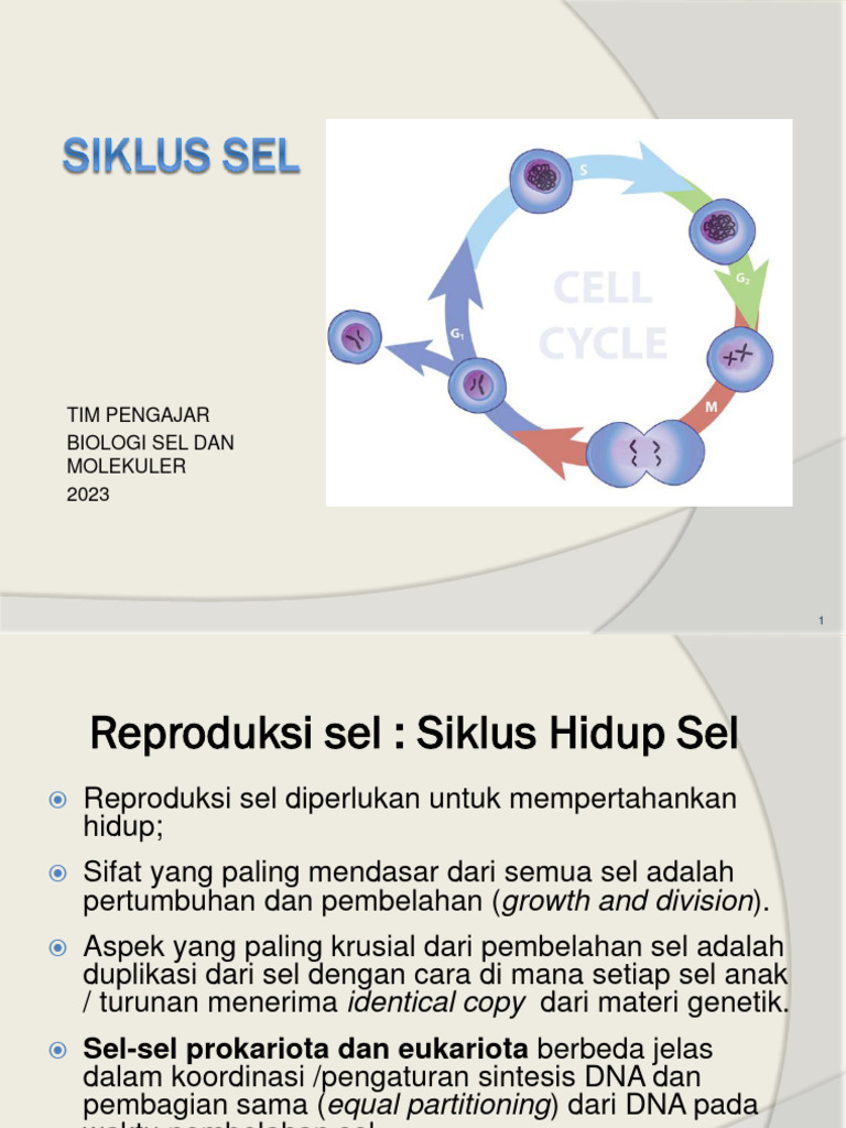 Siklus Sel | PDF