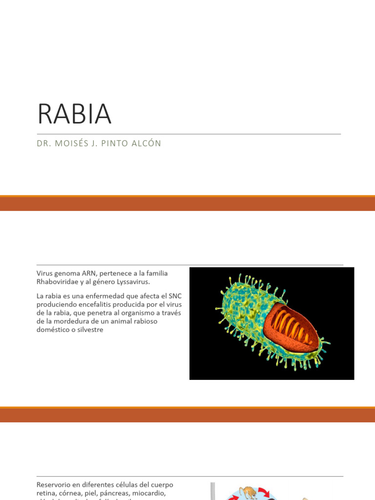 Rabia: Virus, Síntomas y Tratamiento | PDF | Ciencia y matemáticas ...