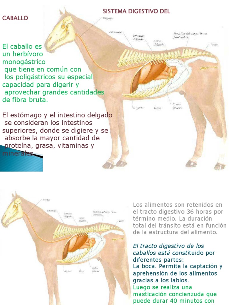 Digestión Equina: Guía Completa | PDF | Digestión | Sistema digestivo ...