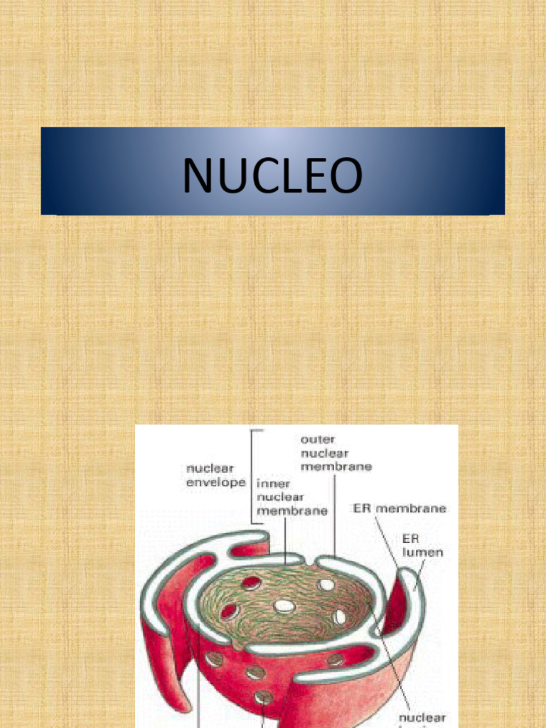 Estructura y Función del Núcleo Celular | PDF | Nucleo celular | Adn