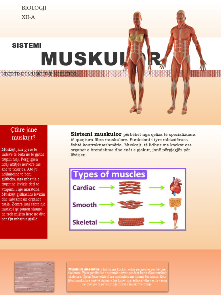 Muskujt | PDF