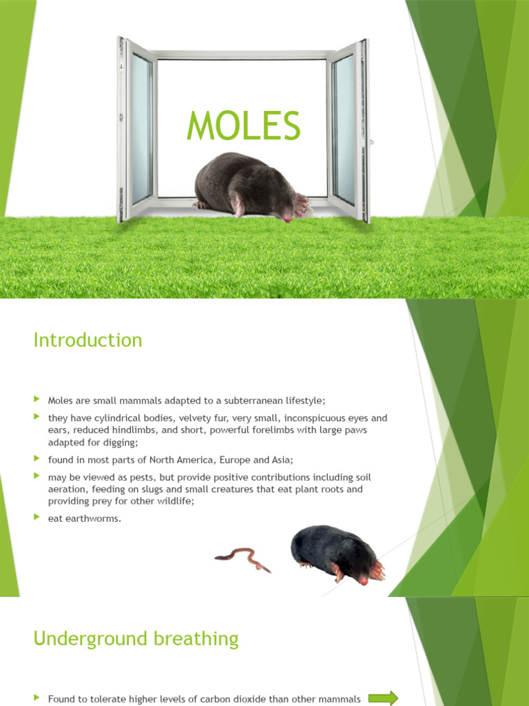 Moles | PDF | Zoology