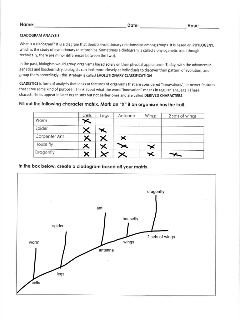 Cladogram Worksheet 2021 Num 2b | PDF | Science & Mathematics
