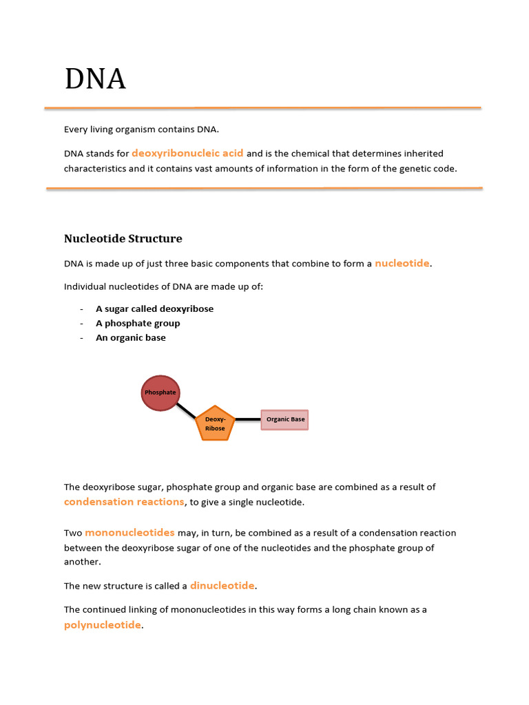 DNA Notes - Lucy Smith | Download Free PDF | Meiosis | Mitosis