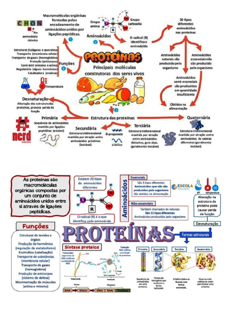 Mapa Mental Proteinas | PDF