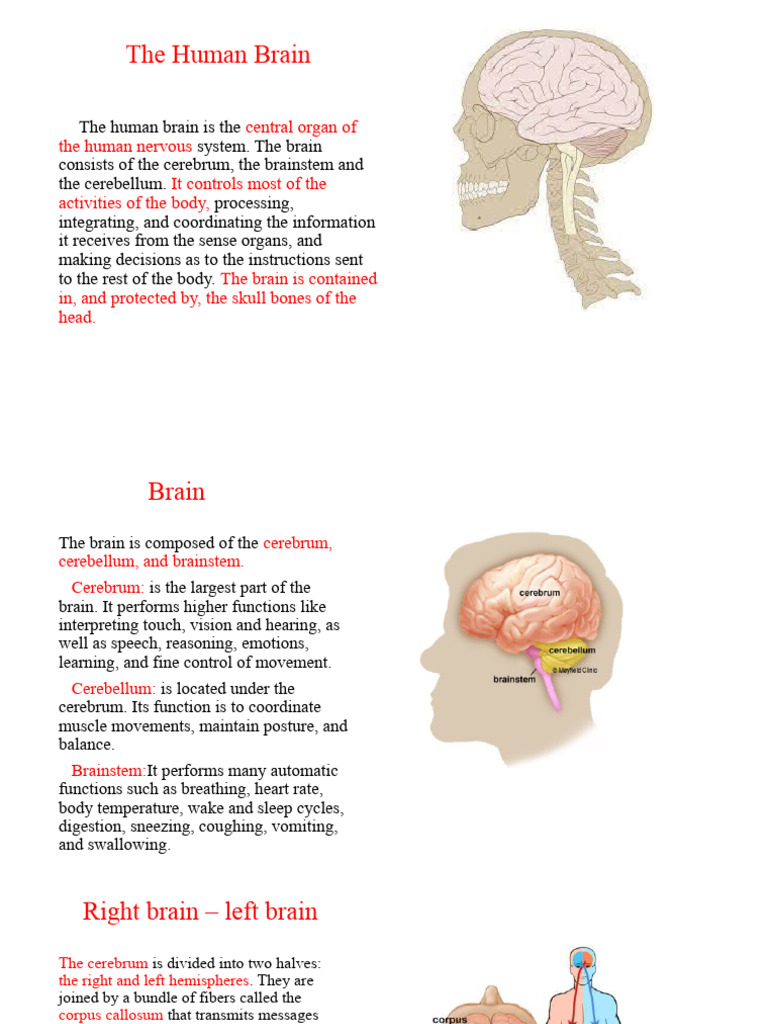 The Human Brain | PDF | Cerebral Cortex | Cerebral Hemisphere