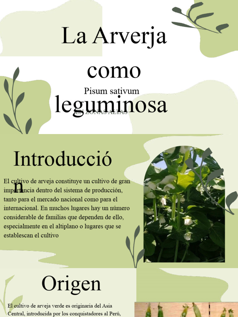 Arbejas | PDF | Guisante | Agricultura