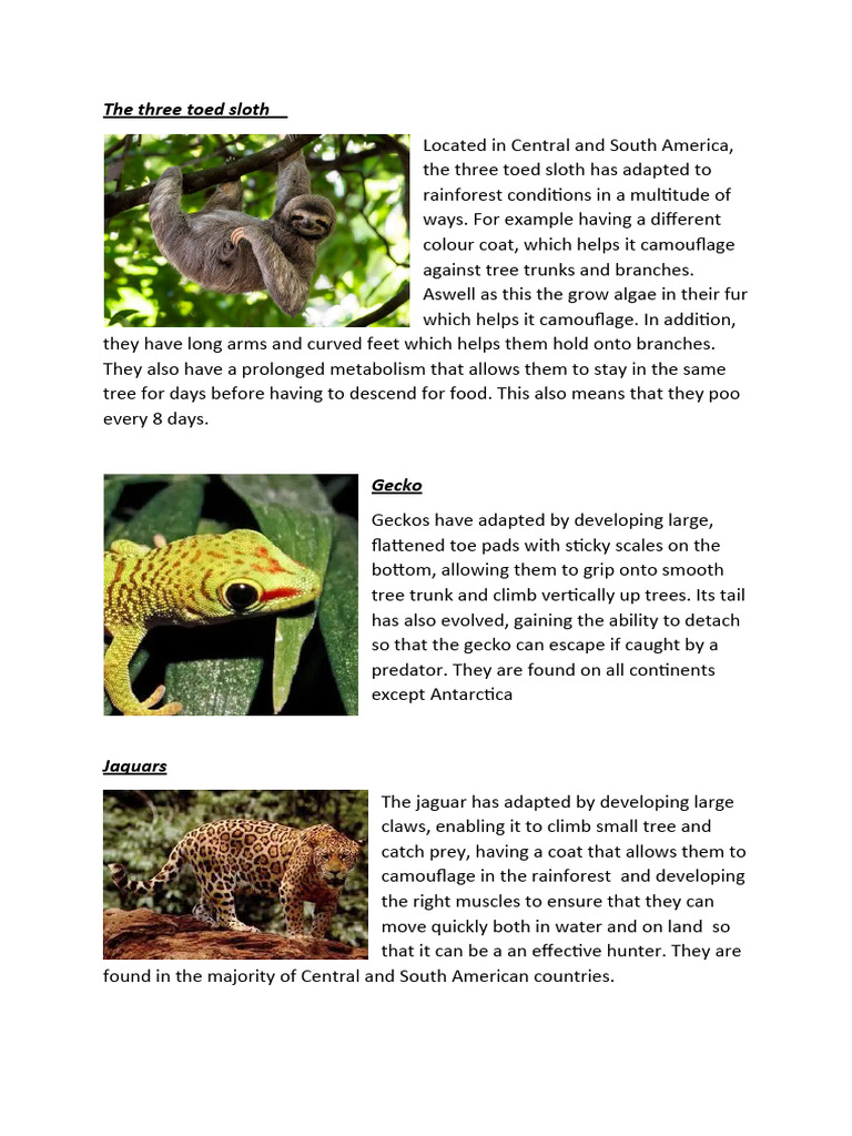 The Three Toed Sloth | PDF | Trees | Rainforest