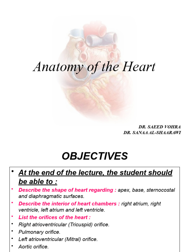 1-Heart 2015 | PDF | Heart Valve | Atrium (Heart)