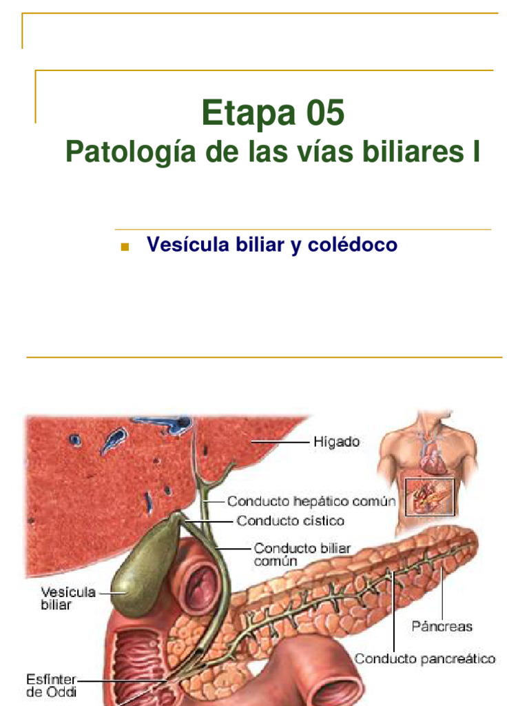 Ficha 43 ETAPA 05 VIAS BILIARES I Vesicula Biliar y Vias Biliares 2023 ...