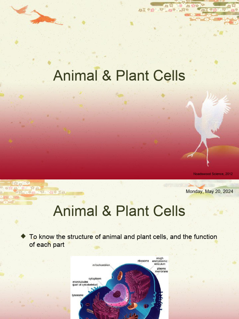 Animal & Plant Cells &&&&&&&&&&&& My | PDF | Cell (Biology) | Cytoplasm