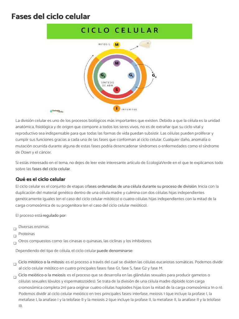 Fases del Ciclo Celular Mitótico | PDF | Mitosis | Ciclo celular