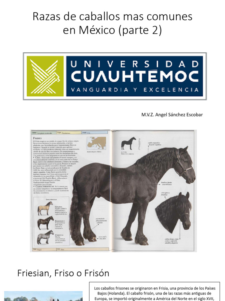Razas Comunes de Caballos en México | PDF | Razas de mamíferos ...