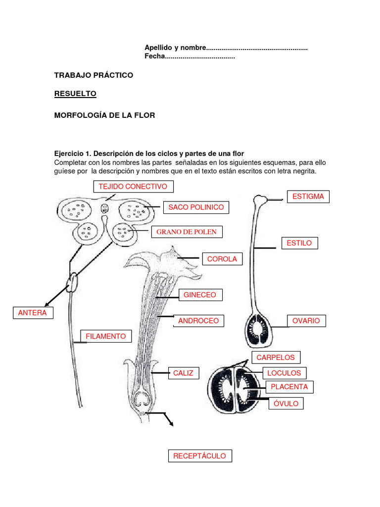 Práctica Flor Resuelta Ejemplo | PDF | Flores | Horticultura