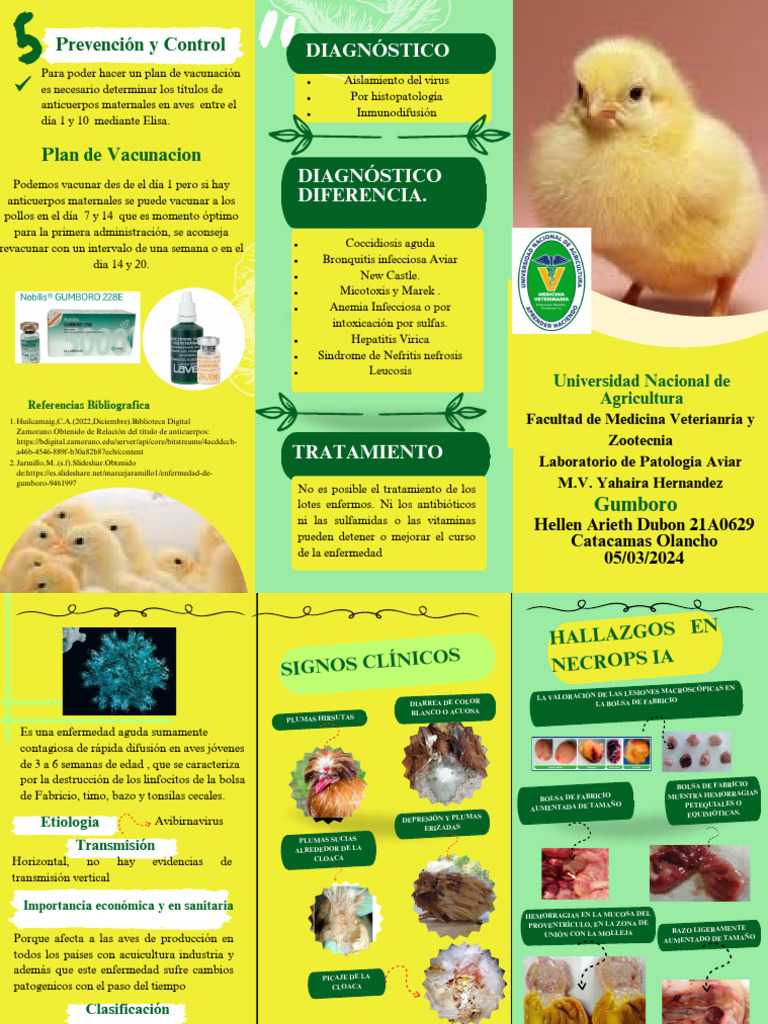 Gumboro Trifold | PDF | Especialidades Medicas | Enfermedades y trastornos