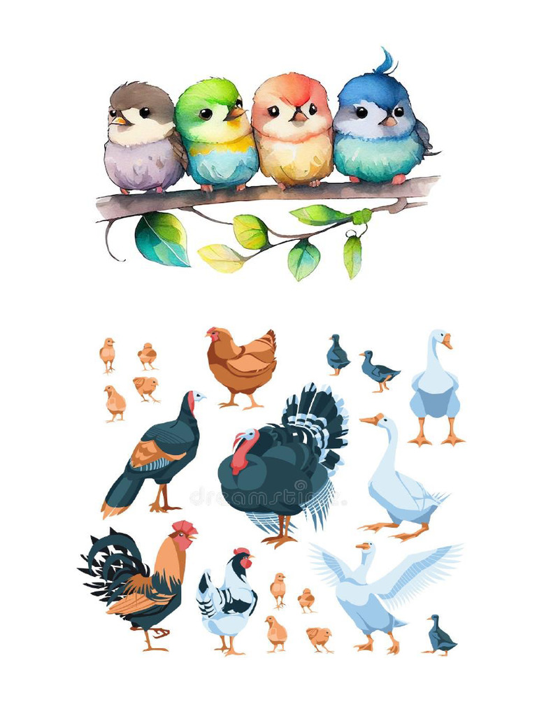 Fișă Prezentare Pasari | PDF