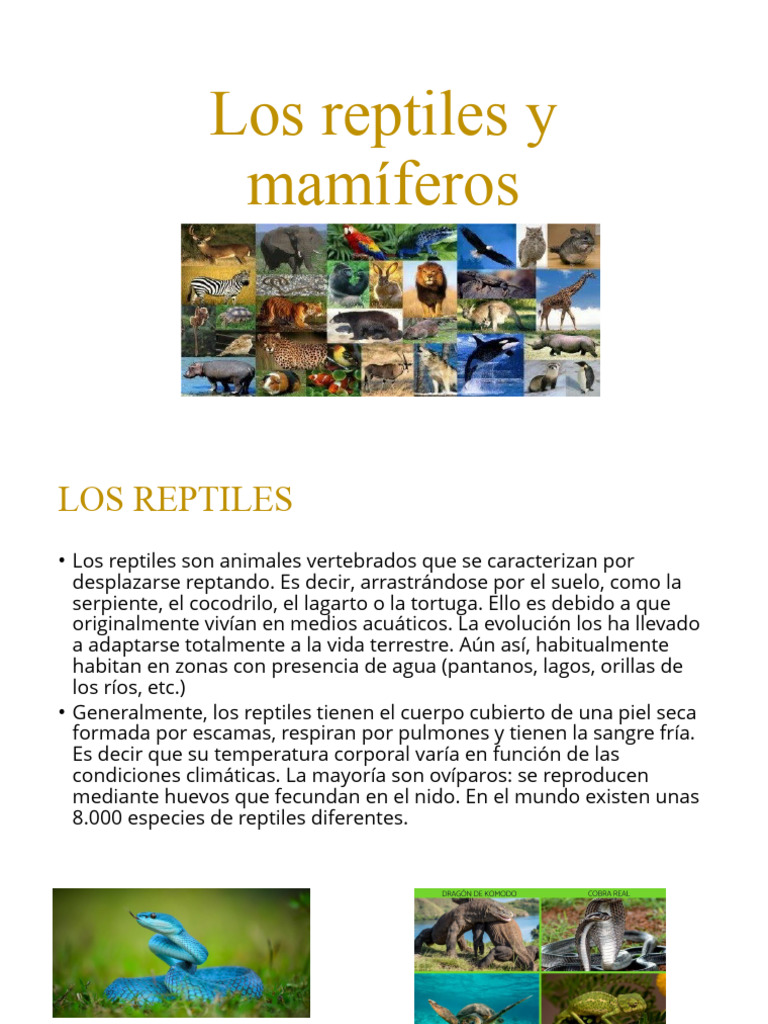 Los Reptiles y Mamíferos | PDF | Ciencias sociales | Hogar, jardinería ...