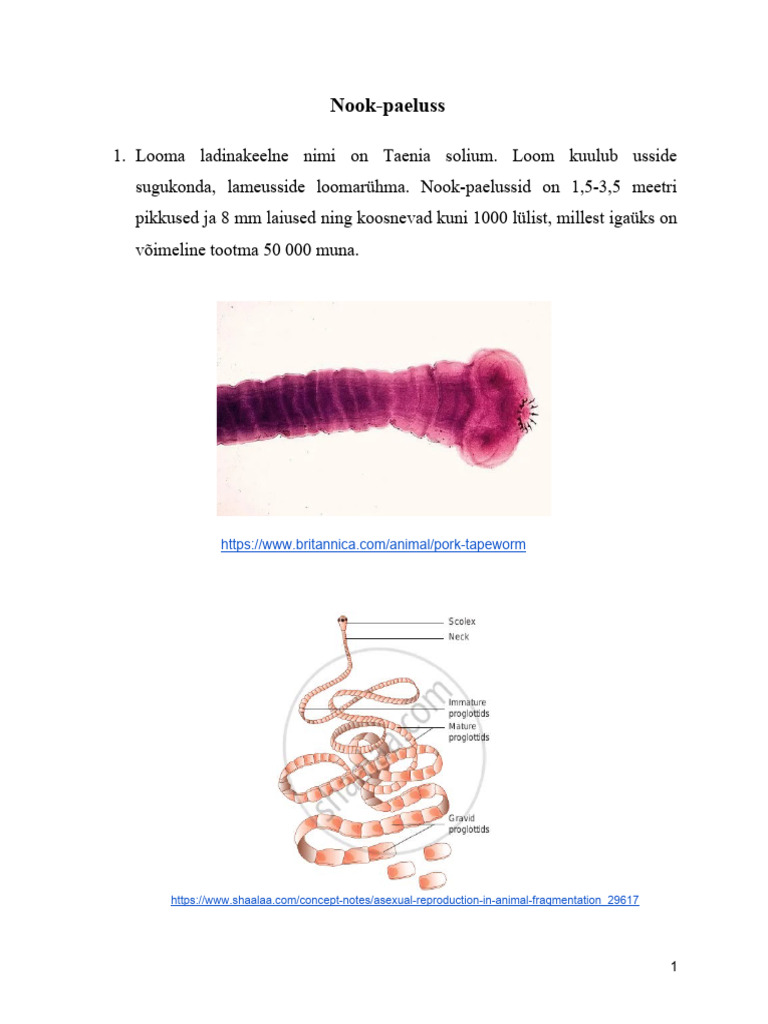 Nook-Paeluss Ja Skorpion - Meibel Kudak | PDF