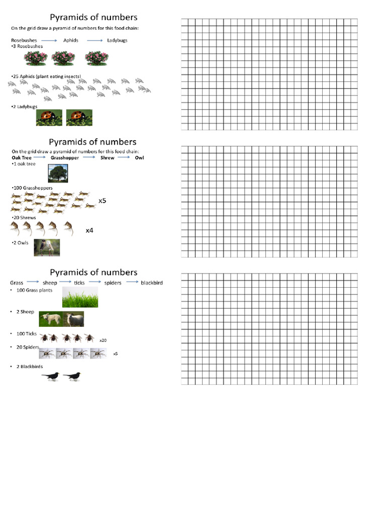 Pyramids of Numbers and Biomass Worksheets | PDF