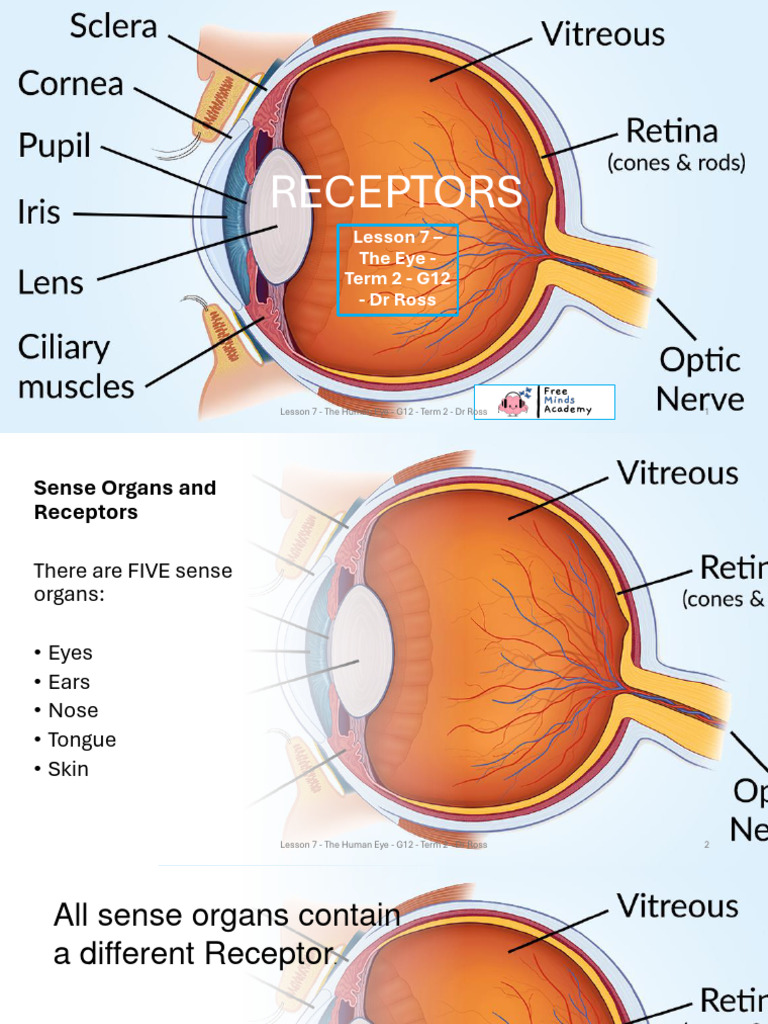 Lesson 7 - Term 2 - Receptors - G12 - DR Ross | PDF | Myopia | Eye