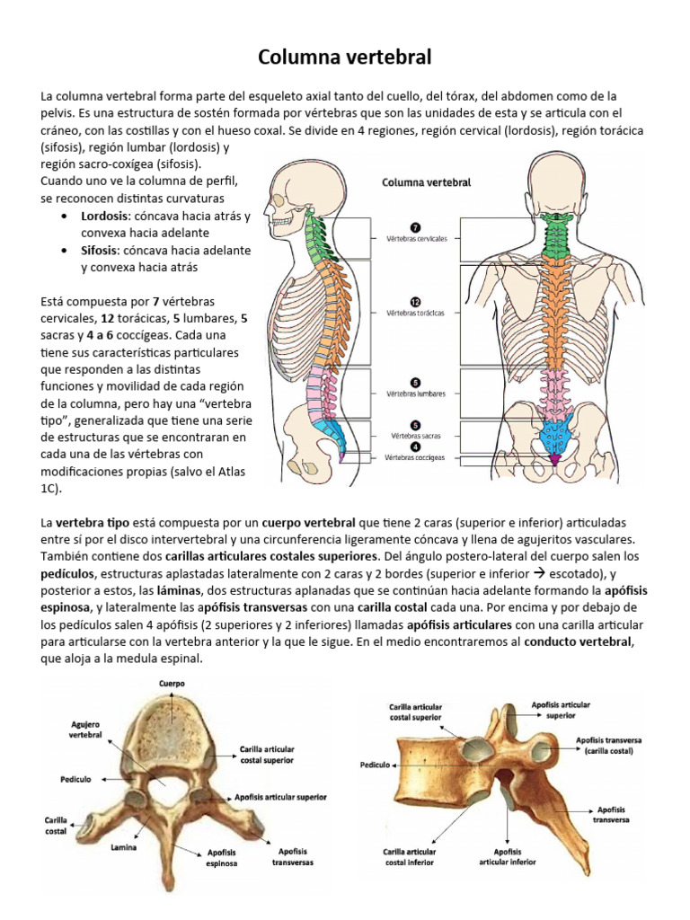 Estructura y Función de la Columna Vertebral | PDF | La columna ...