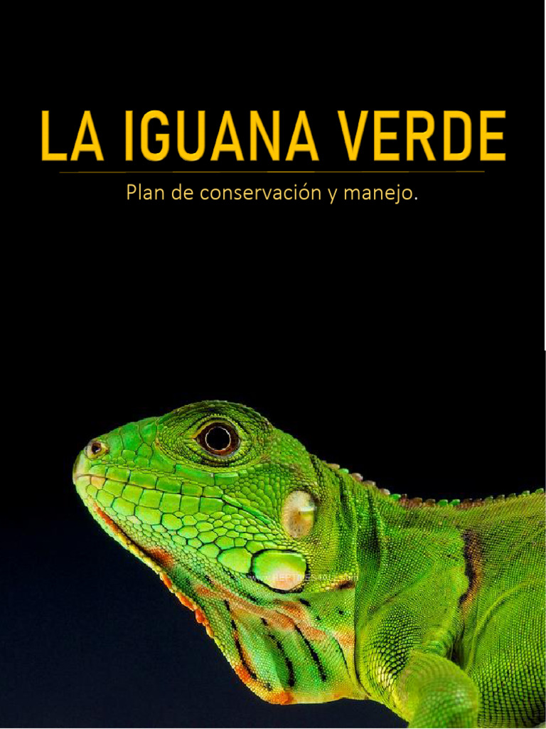La Iguana Verde | PDF | Zoología
